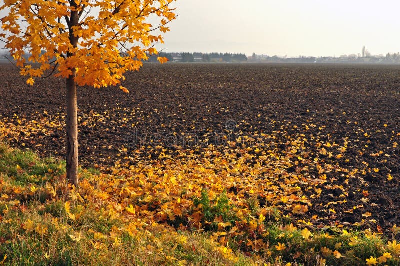 A Tree with Yellow Leaves on the Edge of a Field. Stock Image - Image ...