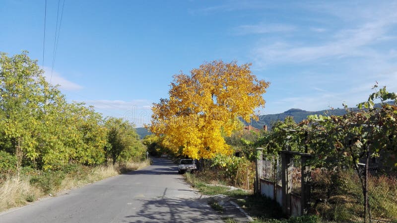 Tree, yellow leaves, road stock photo. Image of yellow - 122241648