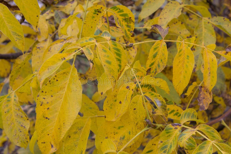 Yellow Walnut Leaves Background,on a Tree on Yellow Leaves of Walnut ...
