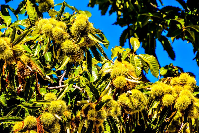 A Tree with Yellow Nuts Hanging from it Stock Photo - Image of fresh ...
