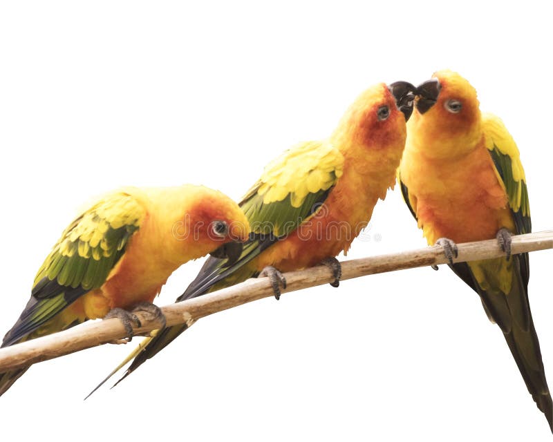 Parrots Isolated on White stock photo. Image of close - 4912860
