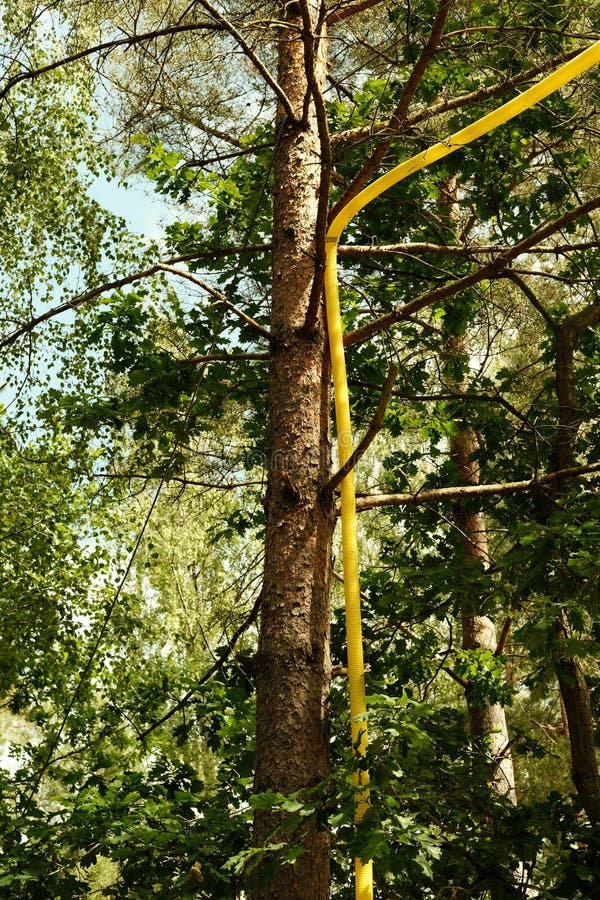 Tree with a yellow tube stock image. Image of tube, tree - 285512939