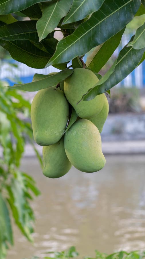 Tree and Young Mango Fruit by the River, Young Mango Fruit in Summer ...