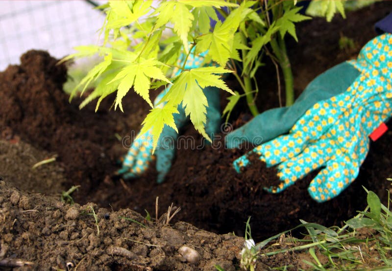 Tree young plant planting stock photo. Image of soil - 19569534