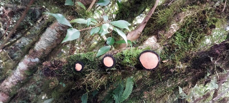 Tree in zoo in Curitiba stock photo. Image of woodland - 272456172