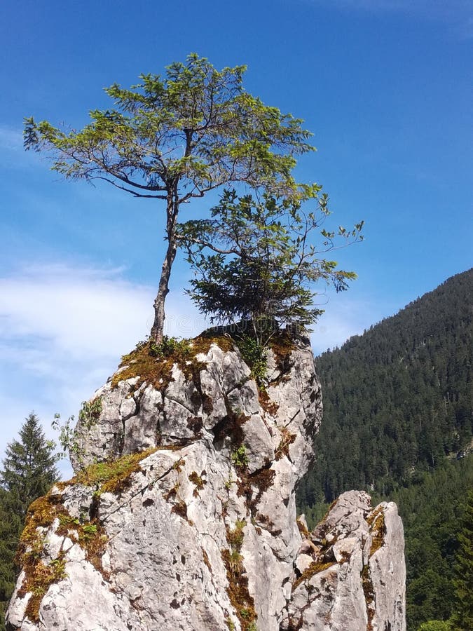 Tree zoom stock photo. Image of stone, zoom, tree, plant - 95099574