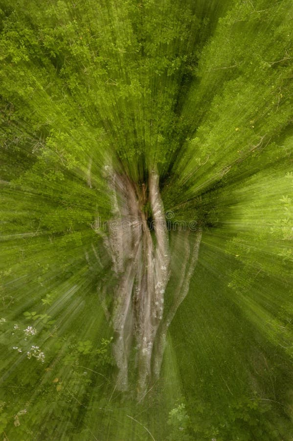 Tree with zoom effect stock image. Image of lines, zoom - 42376603