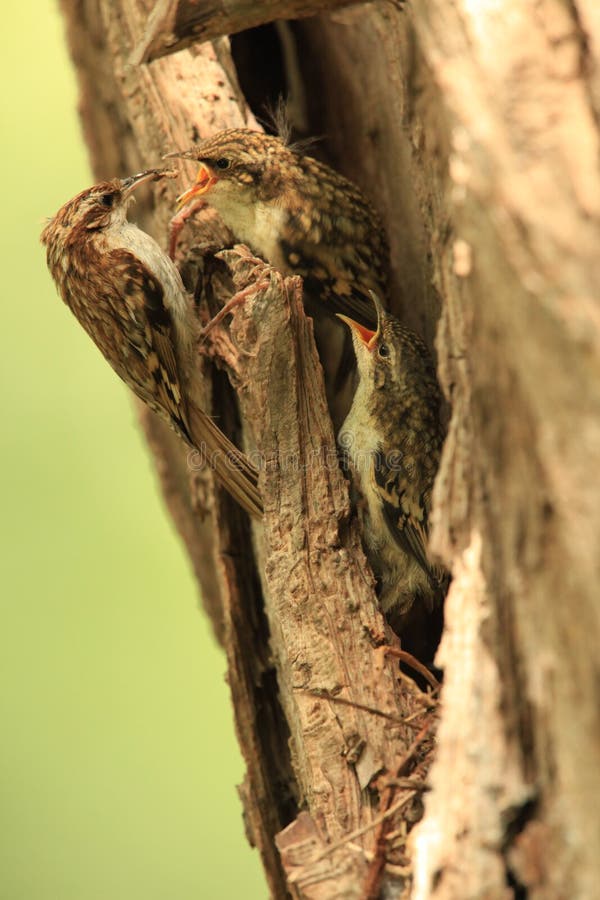 Baby bird stock image. Image of bird, hand, beak, fledgling - 2505447
