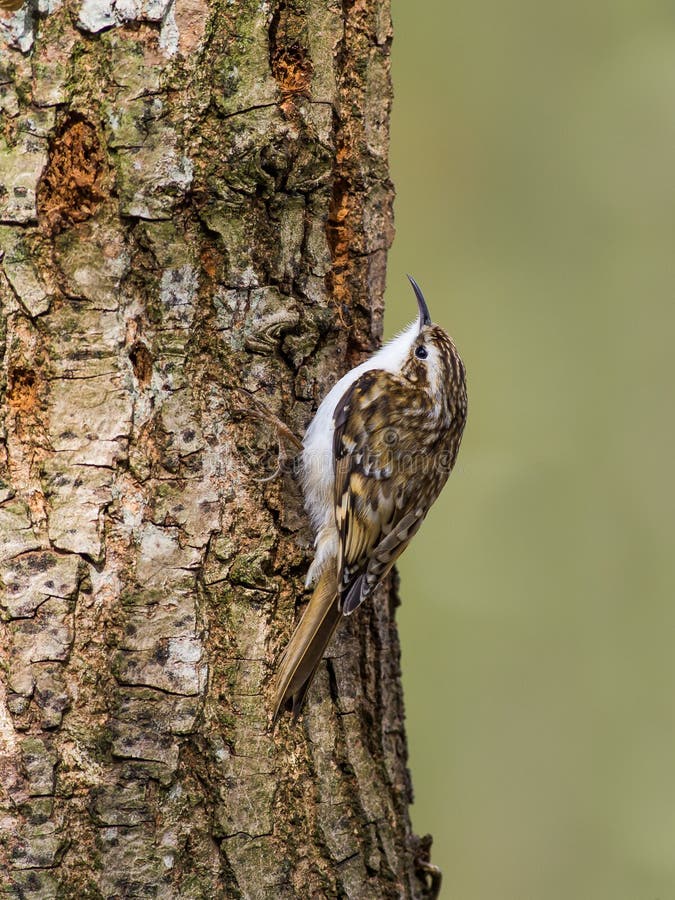 Treecreeper (Certhia Familiaris) Stock Photo - Image of wildlife ...