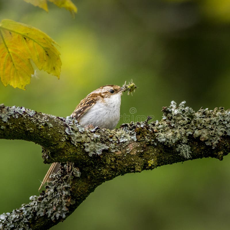 768 Treecreeper Photos - Free & Royalty-Free Stock Photos from Dreamstime