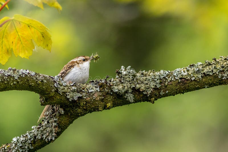 Treecreeper Certhia Familiaris Stock Image - Image of beak, branch ...