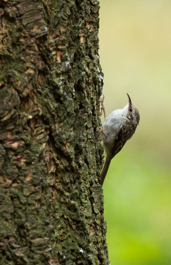 Treecreeper, Certhia Familiaris Stock Photo - Image of gleaming ...