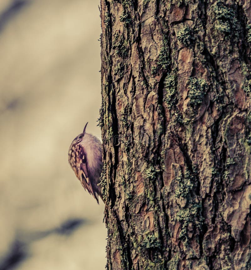 Treecreeper, Certhia Familiaris, a Small Forest Bird, Europe Stock ...