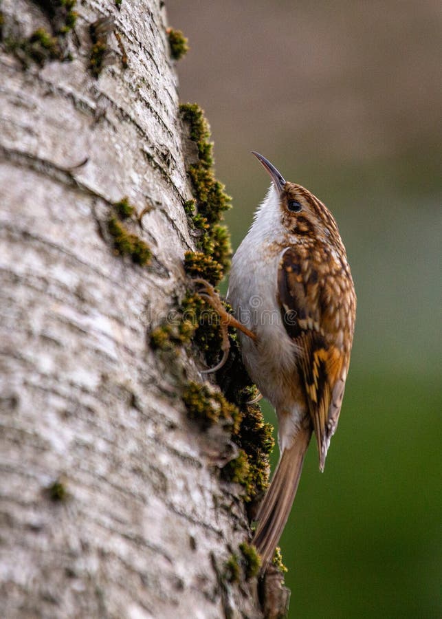 Treecreeper (Certhia Familiaris) Spotted Outdoors in Dublin, Ireland ...