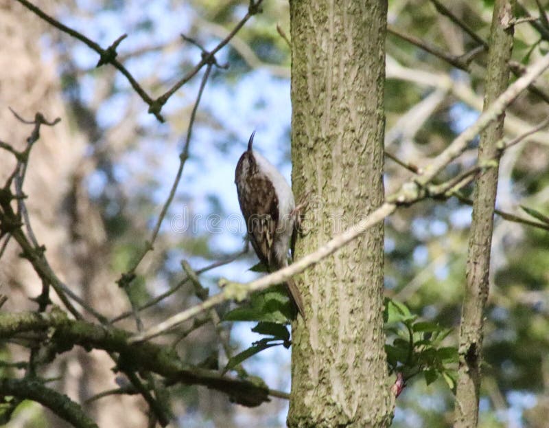 Treecreeper Climbing a Tree Stock Photo - Image of wings, beak: 276307222