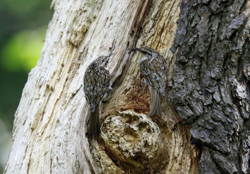Treecreeper Delivering Food To the Nest Stock Photo - Image of mating ...