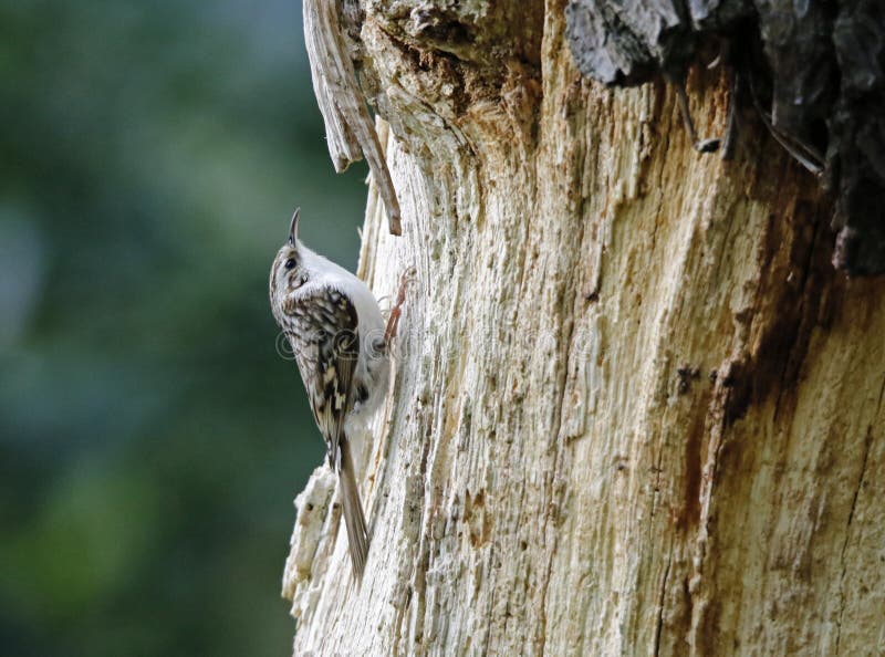 Treecreeper Delivering Food To the Nest Stock Photo - Image of plumage ...