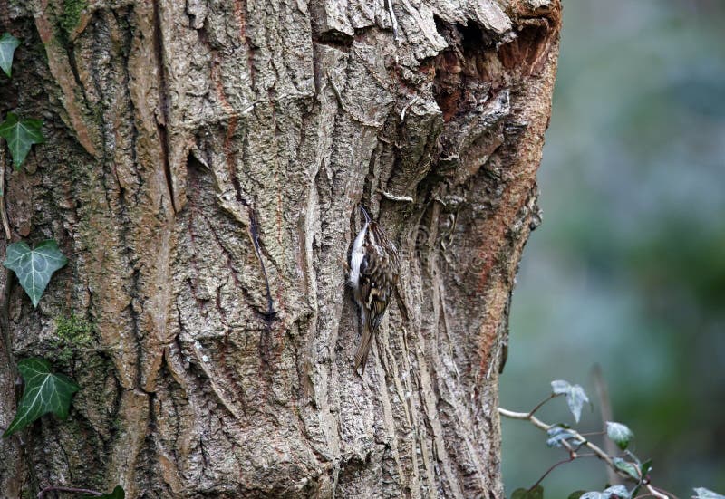 Treecreeper Foraging for Food in the Woods Stock Photo - Image of ...