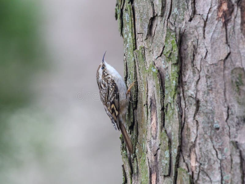 Treecreeper Perched Atop a Tree Trunk in Its Natural Habitat Stock ...