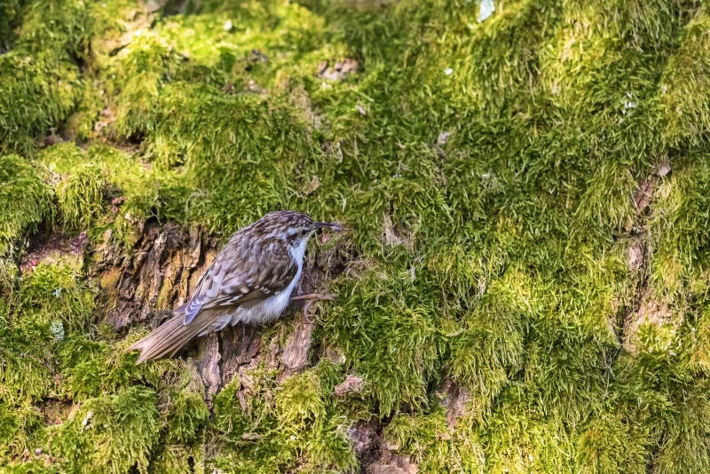 Treecreeper Sitting on the Moss Stock Photo - Image of moos, passerine ...