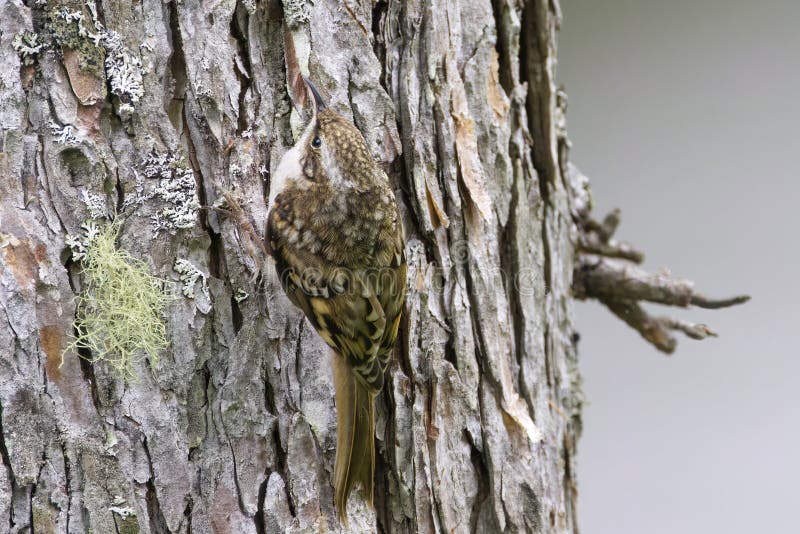 Treecreeper on a Trunk of Tree Stock Image - Image of nature, wildlife ...
