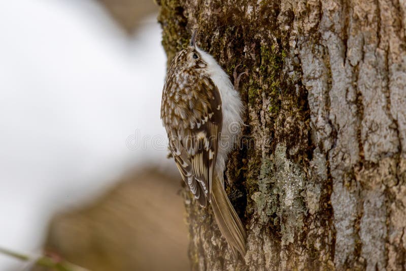 Treecreeper on a Trunk of Tree Stock Image - Image of snow, trunk ...