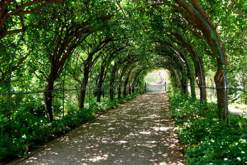 Treed walking tunnel stock photo. Image of rural, country - 22306114