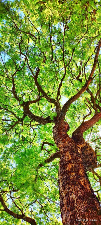 Treee Branches View Daytime Stock Image - Image of daytim, treee: 249124145