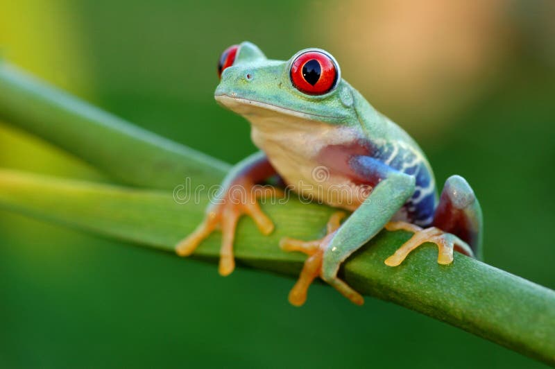 Treefrog Aux Yeux Rouges (callidryas D'Agalychnis) Image stock - Image ...