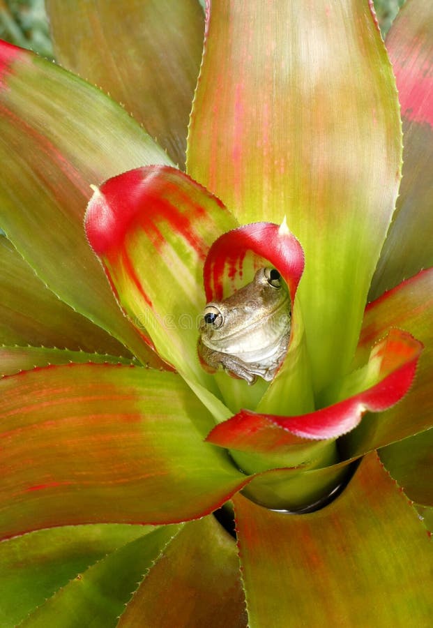 Treefrog Cubano Que Esconde Em Um Bromeliad Imagem de Stock - Imagem de ...
