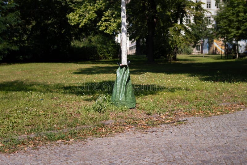 Treegator Watering Bag on a Thin Tree in a Park Editorial Image - Image ...