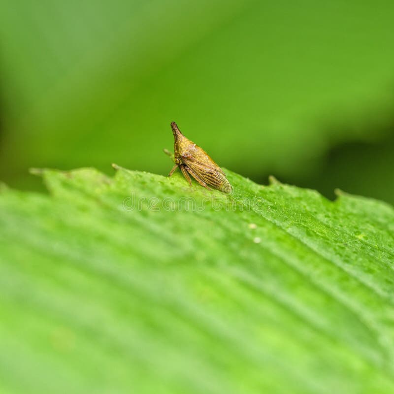 Treehopper with a Horn Sitting on a Leaf Stock Image - Image of ...