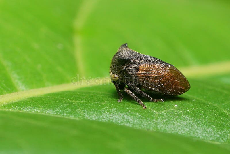 Treehopper stock photo. Image of leaf, feeder, tree - 128837078