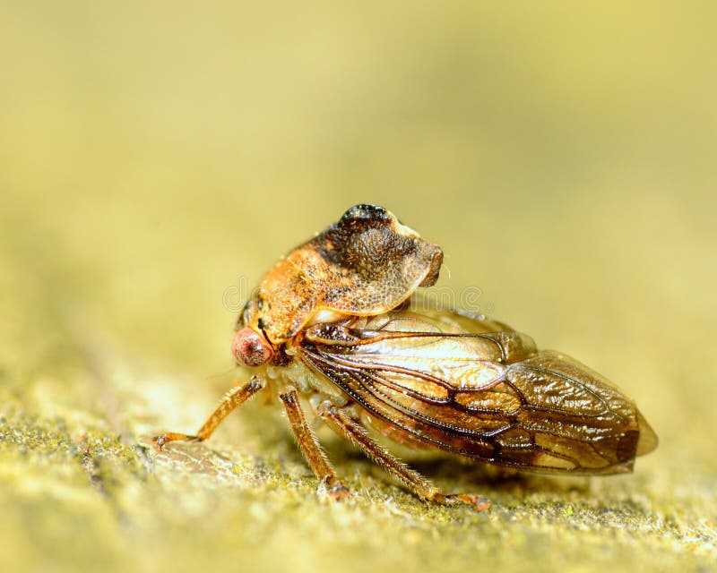 Tree Hopper stock image. Image of close, macro, hopper - 15413383