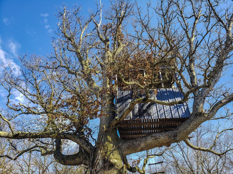 Treehouse in a Bare Tree in Late Winter Stock Photo - Image of material ...