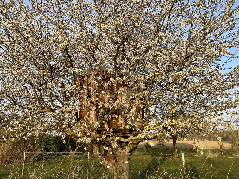 Treehouse Cabin Log Built in a Blossoming Oval Shape Tree Stock Photo ...