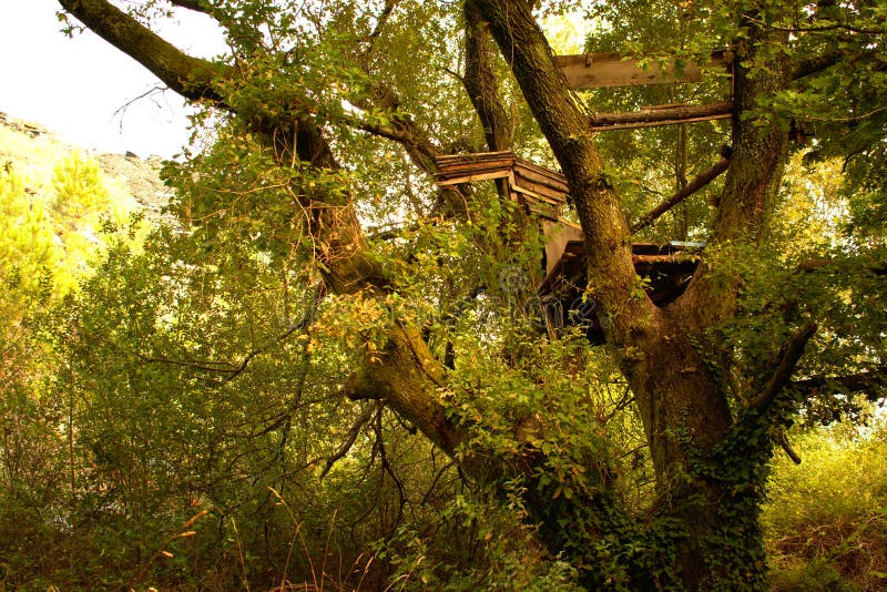 A Tree-house Destroyed by a Storm Stock Photo - Image of portugal ...