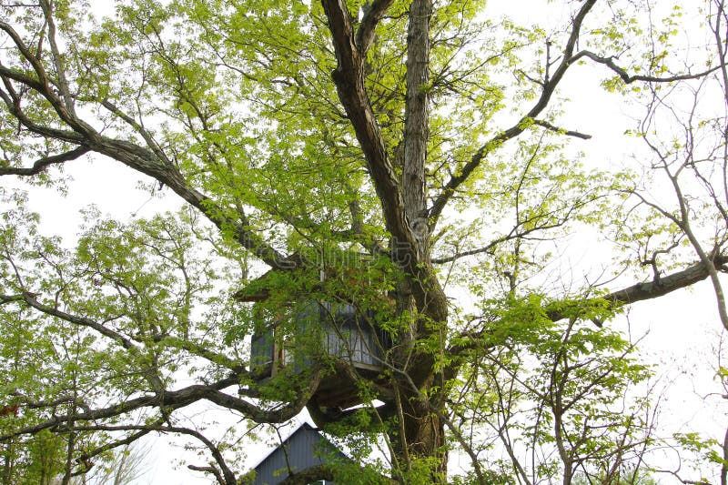 Treehouse High in a Tree in Summer Stock Photo - Image of mortgage ...