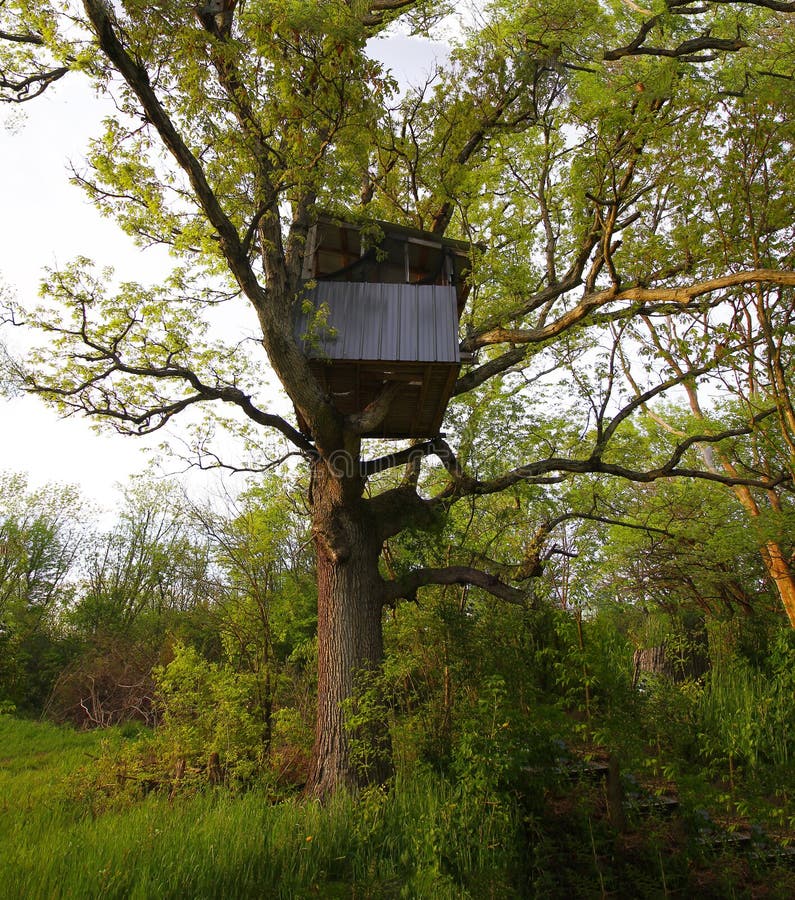 Treehouse High in a Tree in Summer Stock Photo - Image of home, fantasy ...