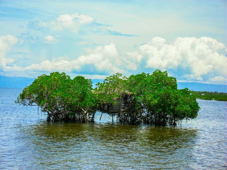 Treehouse in Mangrove Philippines Stock Photo - Image of outdoor ...