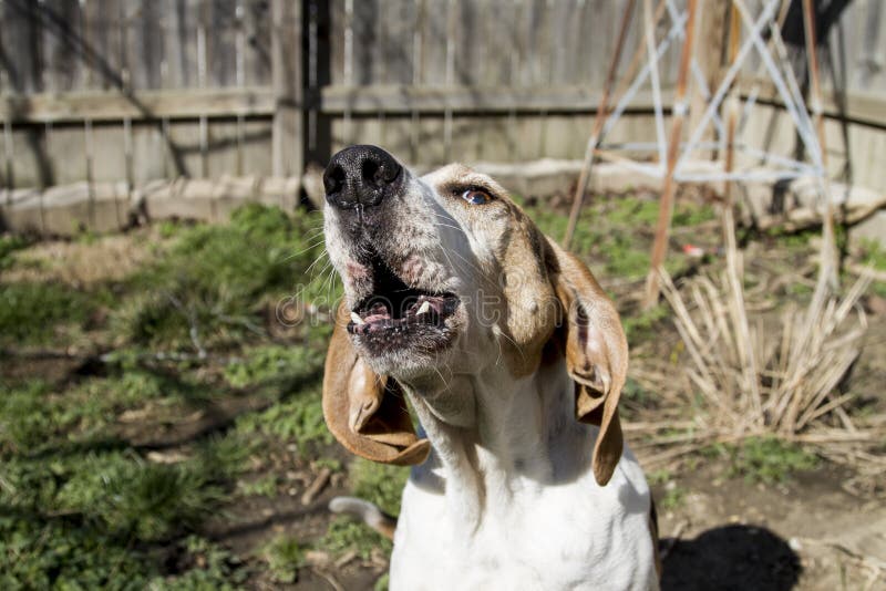 Treeing Walker Coon Hound Howling Immagine Stock - Immagine di brio ...