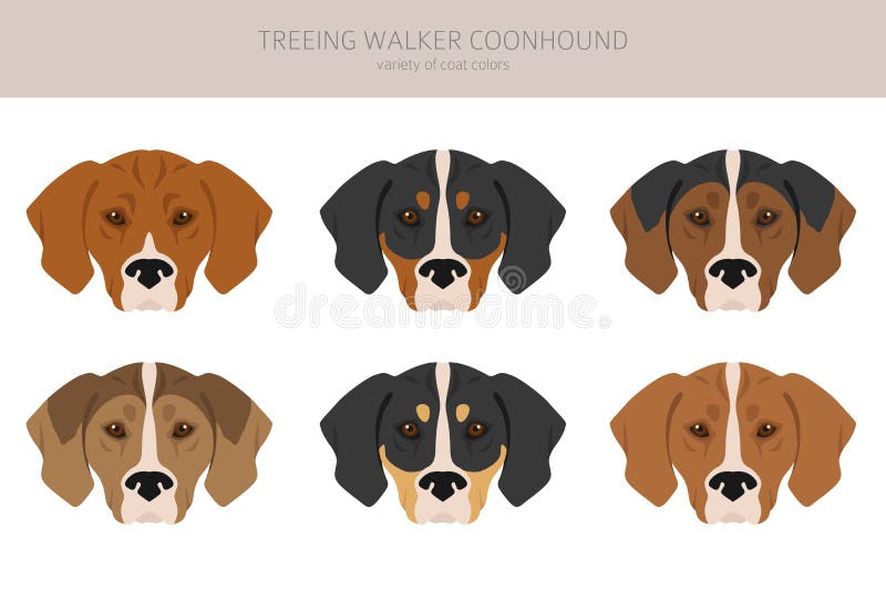 Treeing Walker Coonhound Clipart. Different Poses, Coat Colors Set ...
