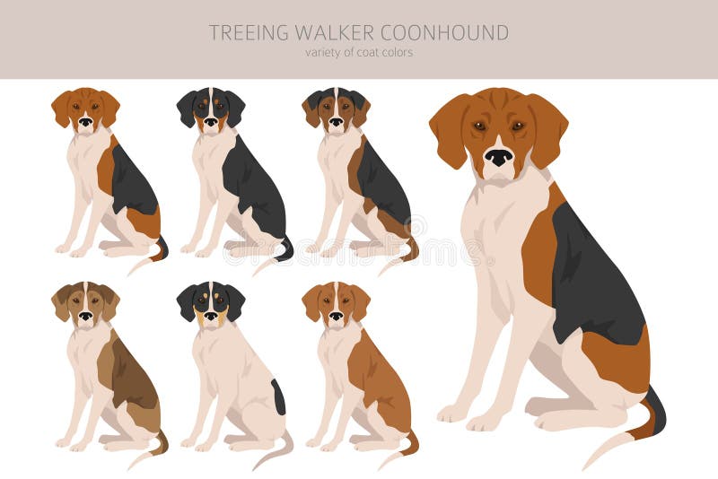 Treeing Walker Coonhound Clipart. Different Poses, Coat Colors Set ...
