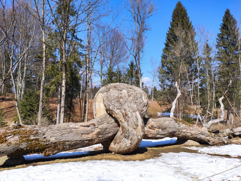 TreeKnot stock image. Image of artesella, nature, geology - 266987047