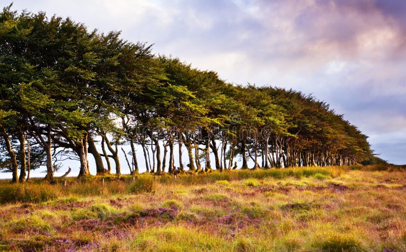 5,777 Treeline Photos - Free & Royalty-Free Stock Photos from Dreamstime