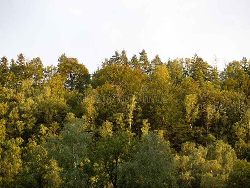 Treeline of a Mixed Forest Against the Sky Stock Image - Image of ...
