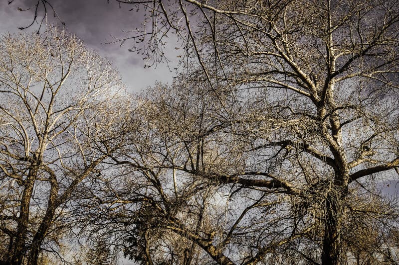 Treeline and Cloudy Sky stock photo. Image of scenery - 271477894