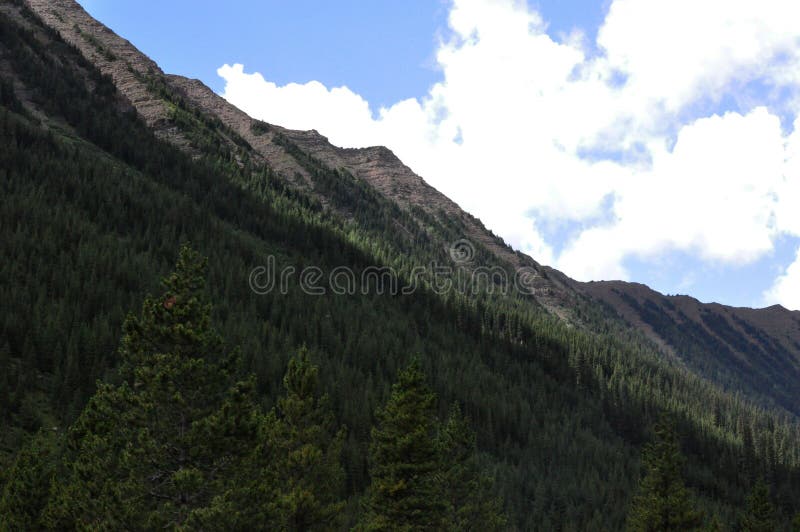 Treeline on a Mountainside stock photo. Image of mountainside - 106700048