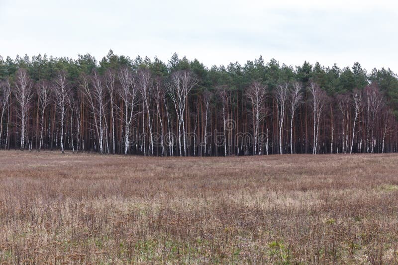 Treeline Seen Across Barren Field Stock Image - Image of nonurban ...