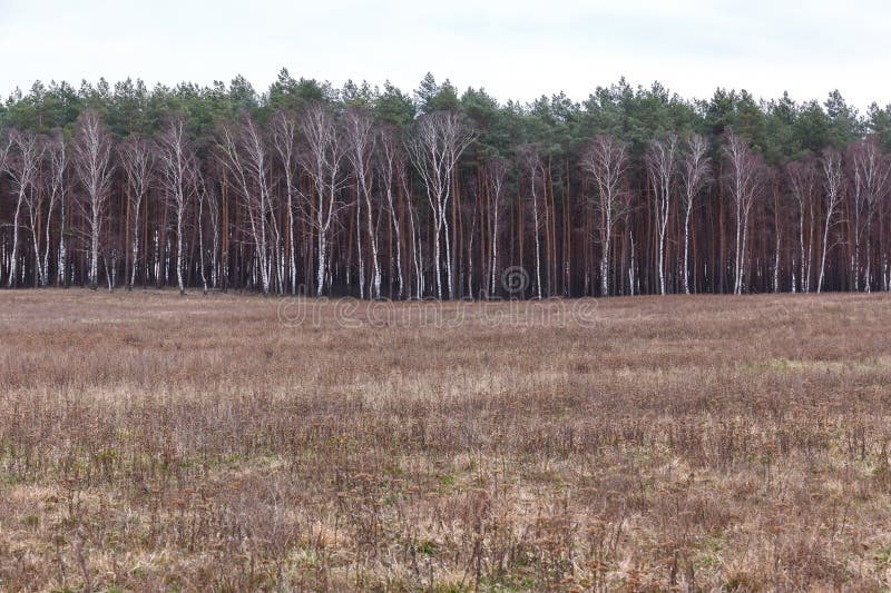 Treeline Seen Across Barren Field Stock Image - Image of browns, copy ...